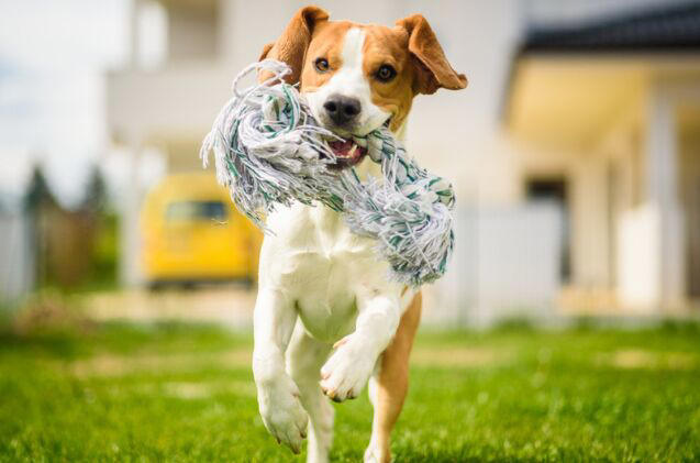 Calming Techniques for Over-Excited Dogs of All Ages