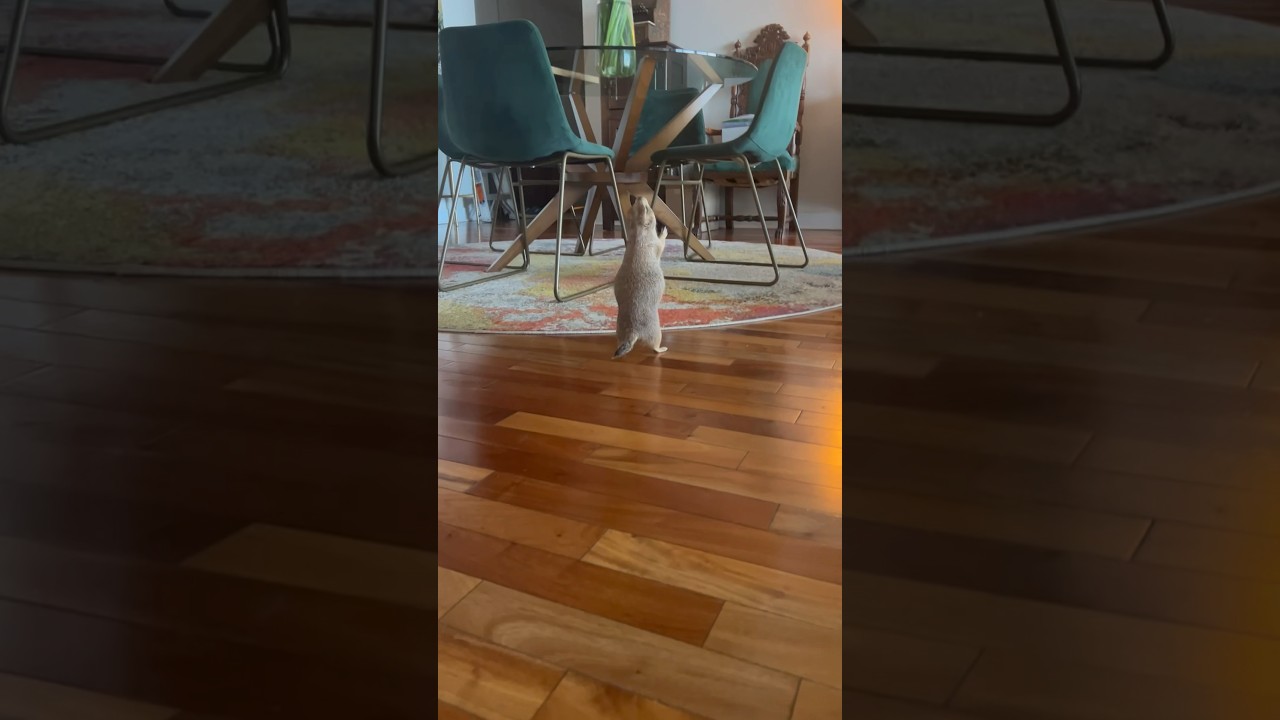 The Funniest Prairie Dog Wahoo Bark