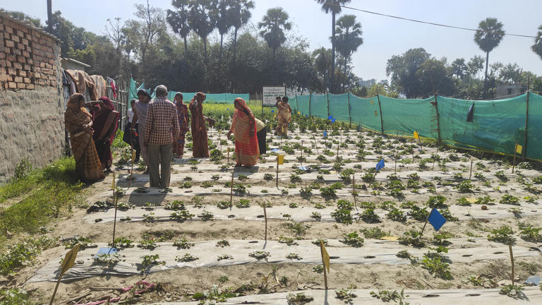 Bihar: SHG Plus model helping rural women build homes, educate children ...