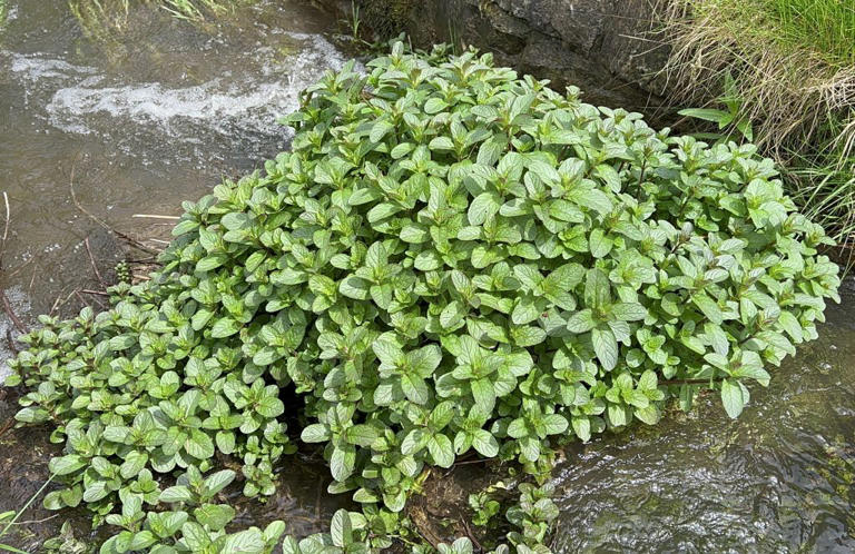 Minze als Lebensmittel – Frische Vielfalt für Küche & Gesundheit