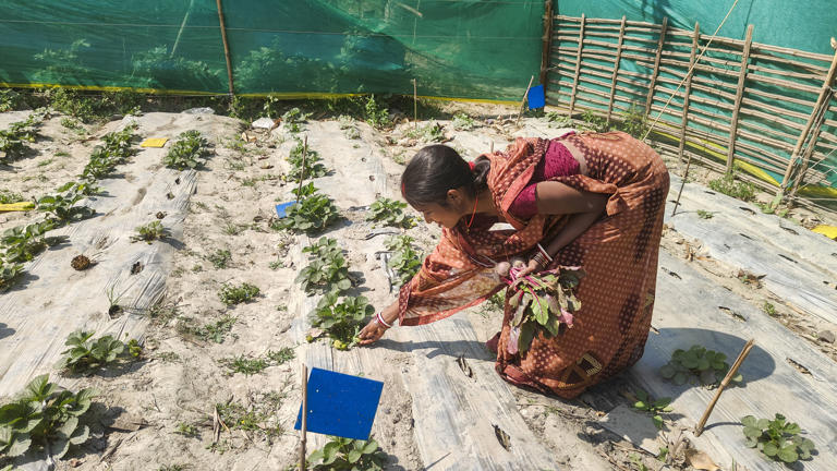 Bihar: SHG Plus model helping rural women build homes, educate children ...