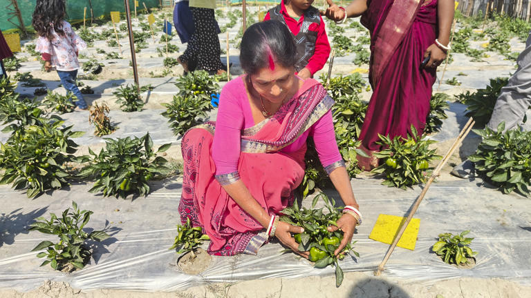 Bihar: SHG Plus model helping rural women build homes, educate children ...