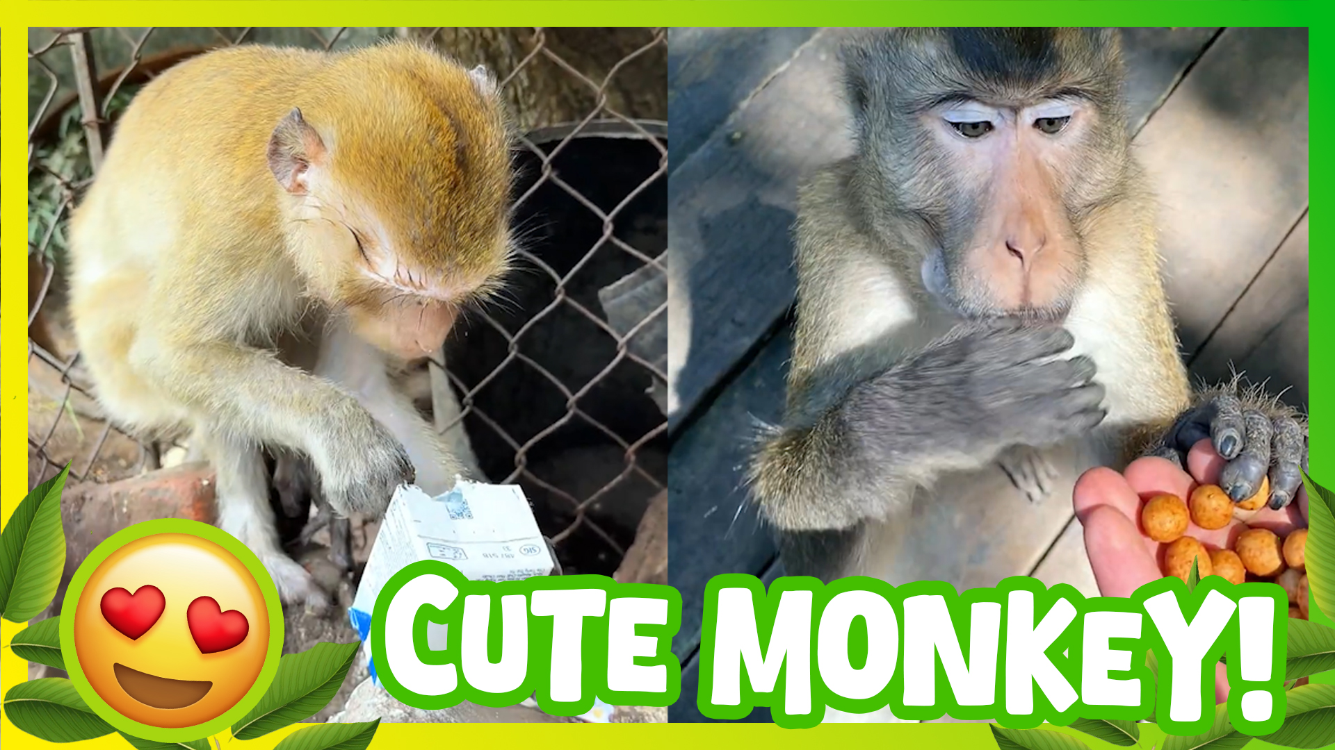 Schattige Aap 🐵💕 | De Liefste & Grappigste Apenmomenten!