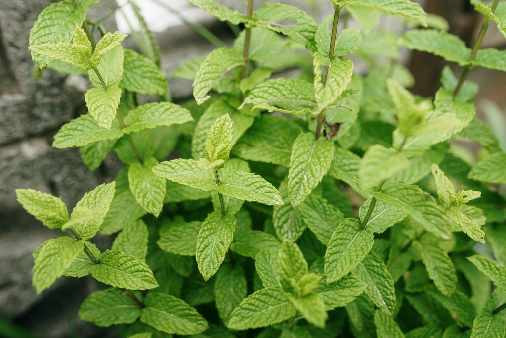 Minze als Lebensmittel – Frische Vielfalt für Küche & Gesundheit