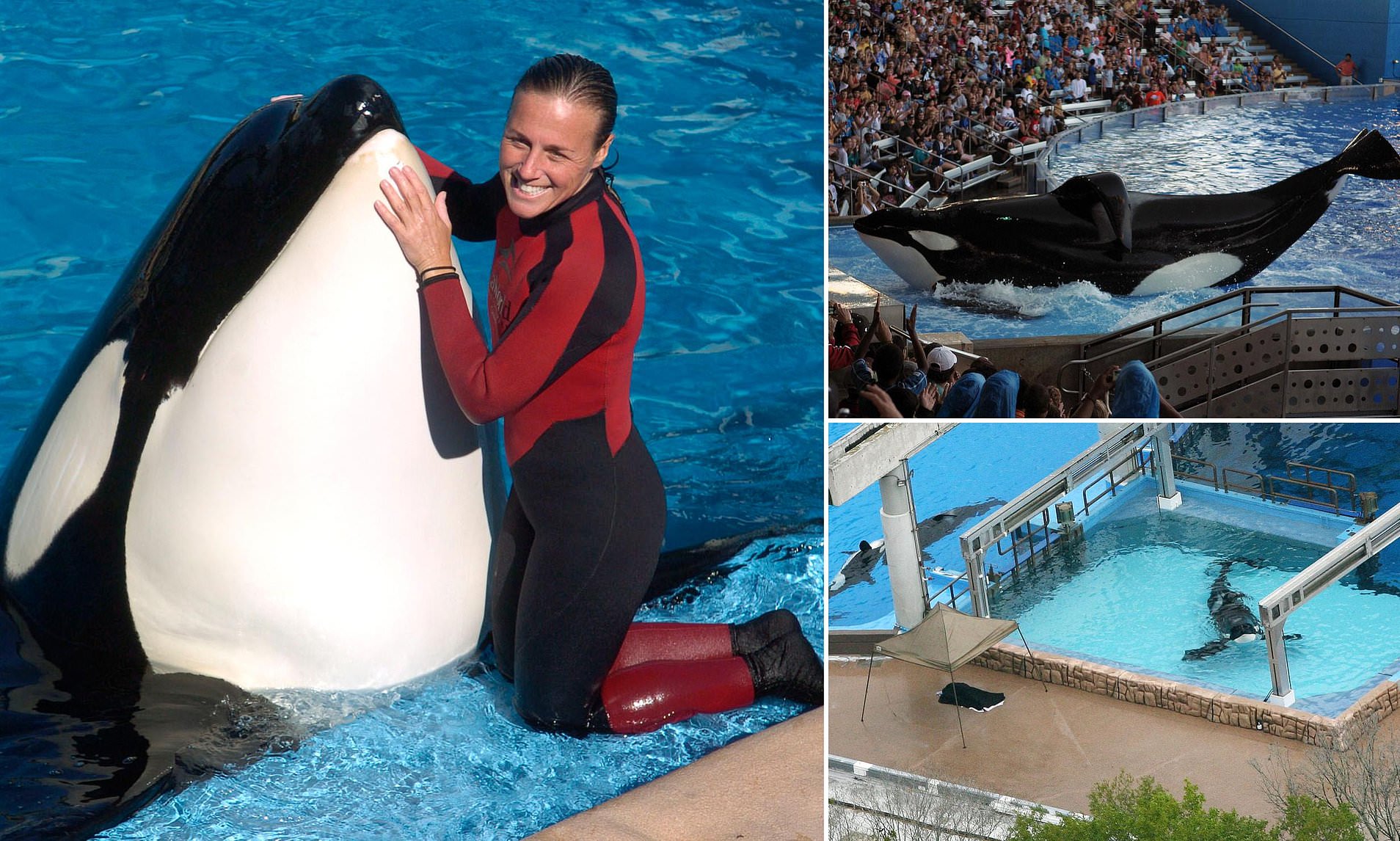 Final moments of SeaWorld trainer before killer whale ripped scalp off