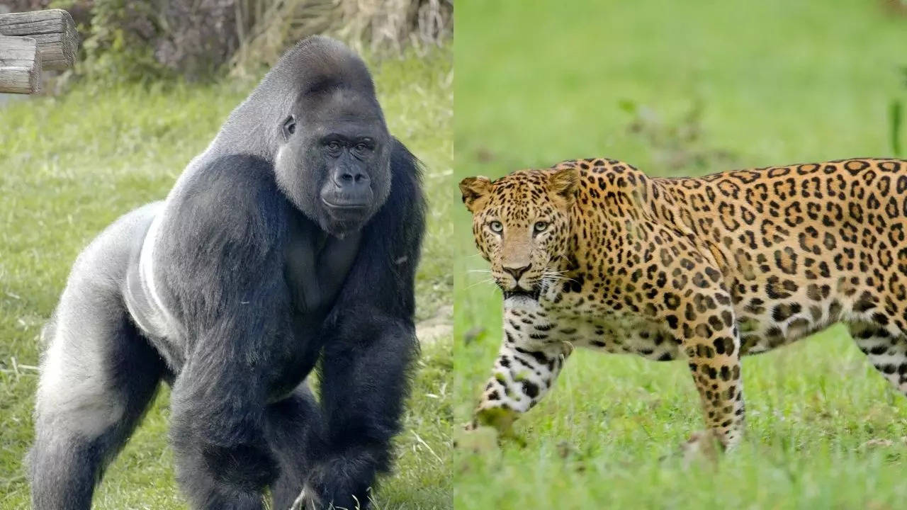 Leopards vs gorillas: Know the key differences on the basis of physical ...