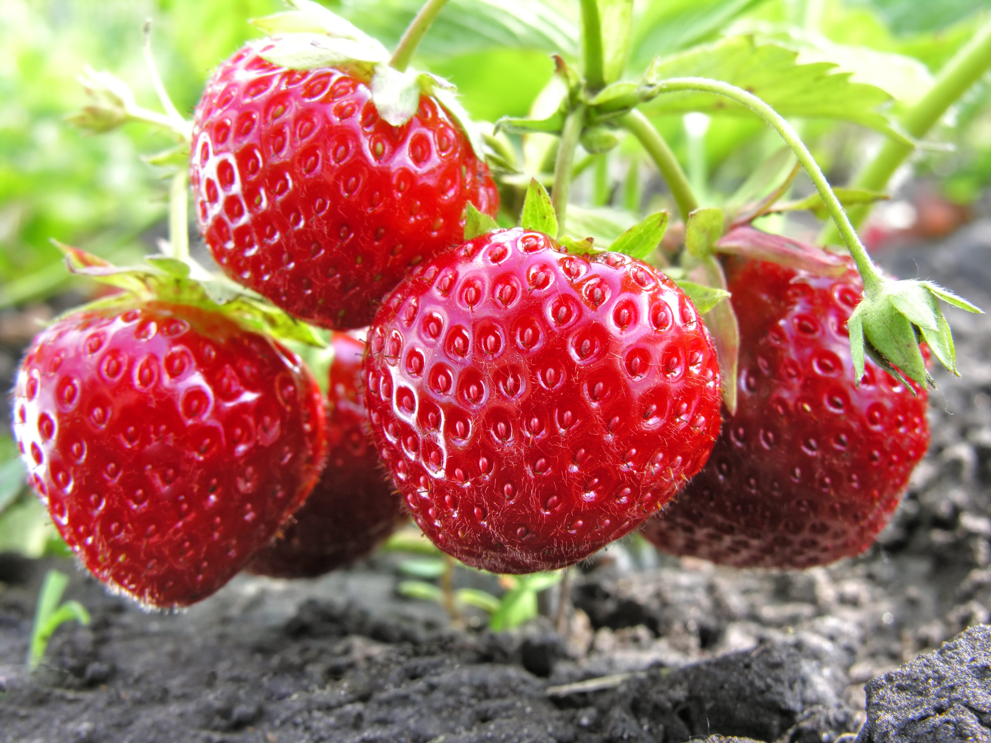 Strawberry season is fast approaching – how did the freeze affect ...