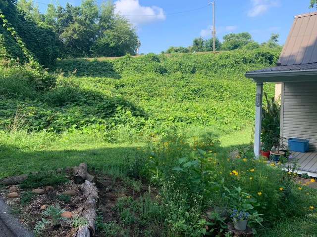 Concerned homeowner seeks advice as danger from neighbor's neglected ...