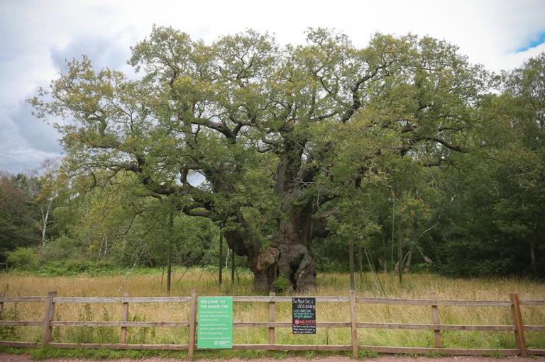 Experts monitoring health of ancient Major Oak tree with Robin Hood ...