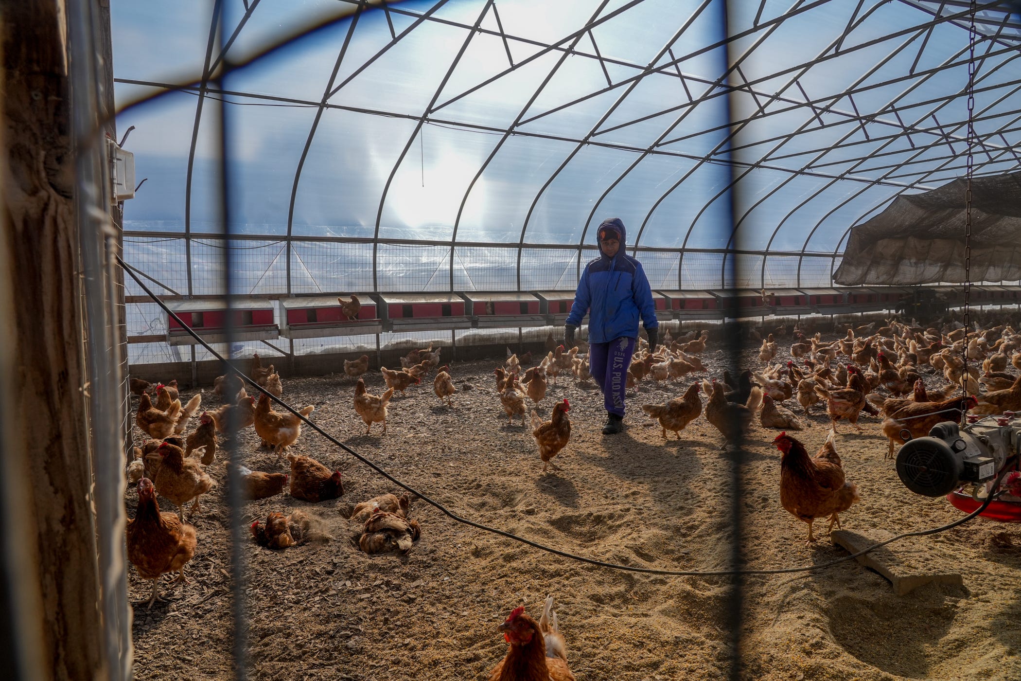 RI farmer relieved USDA withdrew proposed poultry regulation over ...