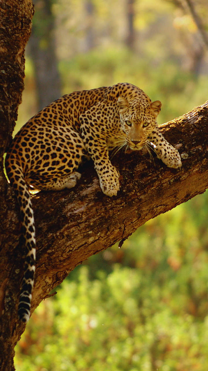 Leopards of Jawai: India’s lesser-known Big Cat safari destination