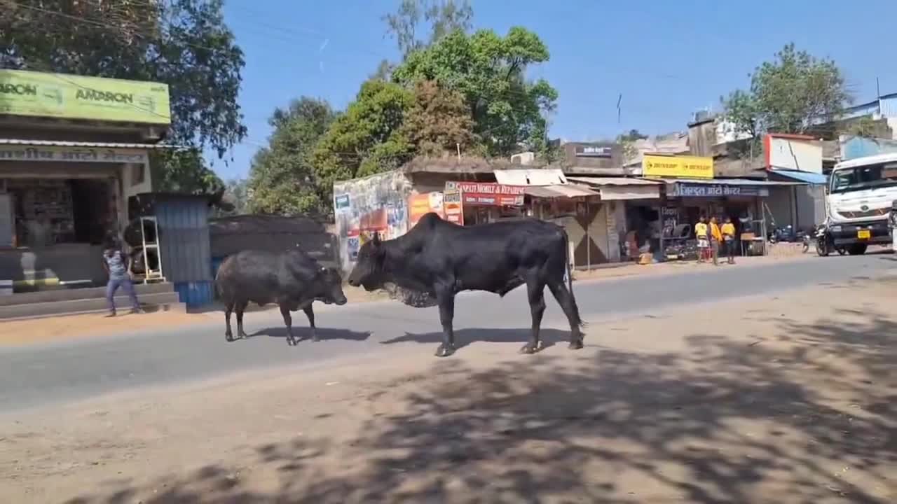 Stray bulls seen fighting in the middle of road in India