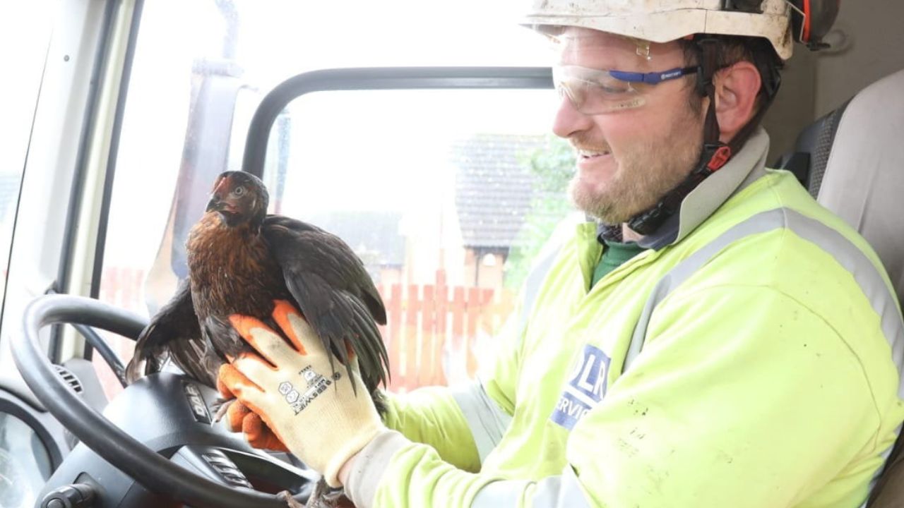 Une poule se retrouve dans une aventure digne du film Chicken Run
