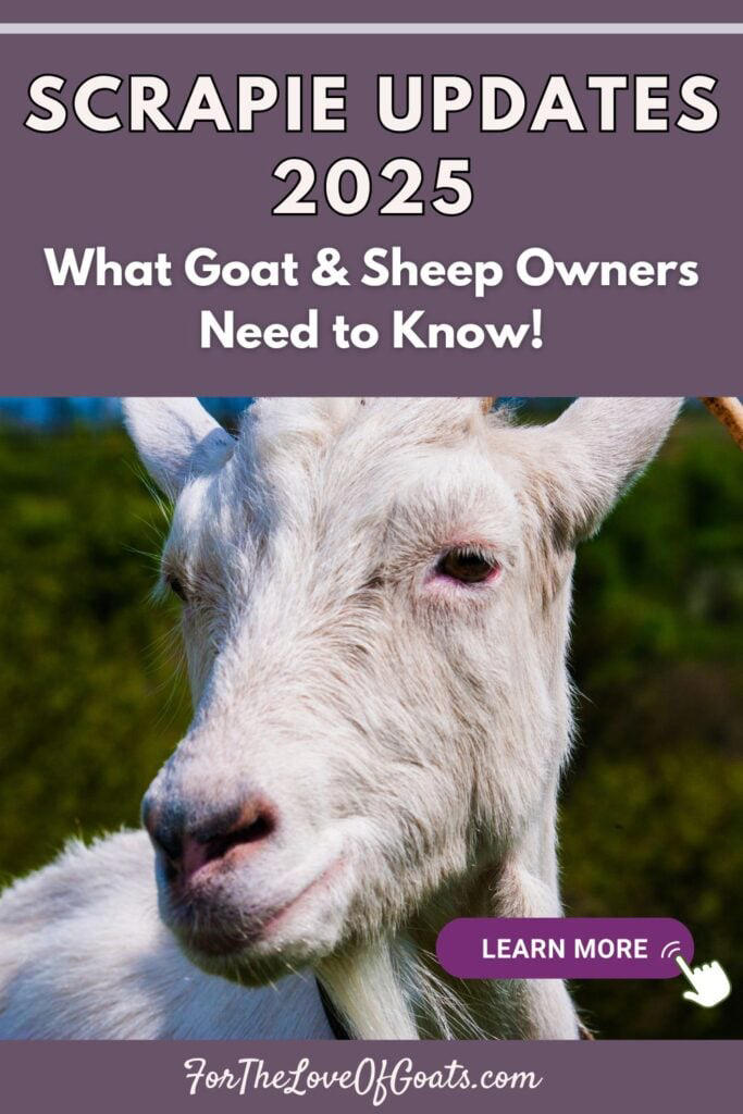 Scrapie updates in goats and sheep for 2025