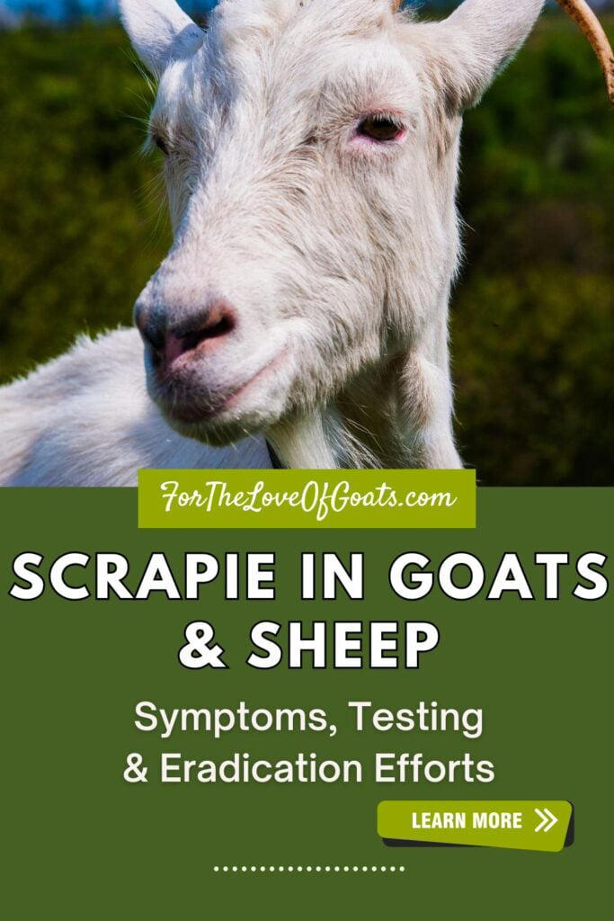 Scrapie updates in goats and sheep for 2025