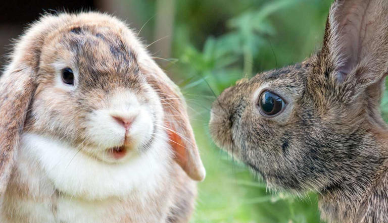 Rabbit vs. Hare: What’s The Difference?