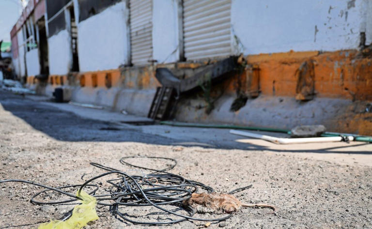 ¿Cómo eliminar ratas en casa sin utilizar veneno?