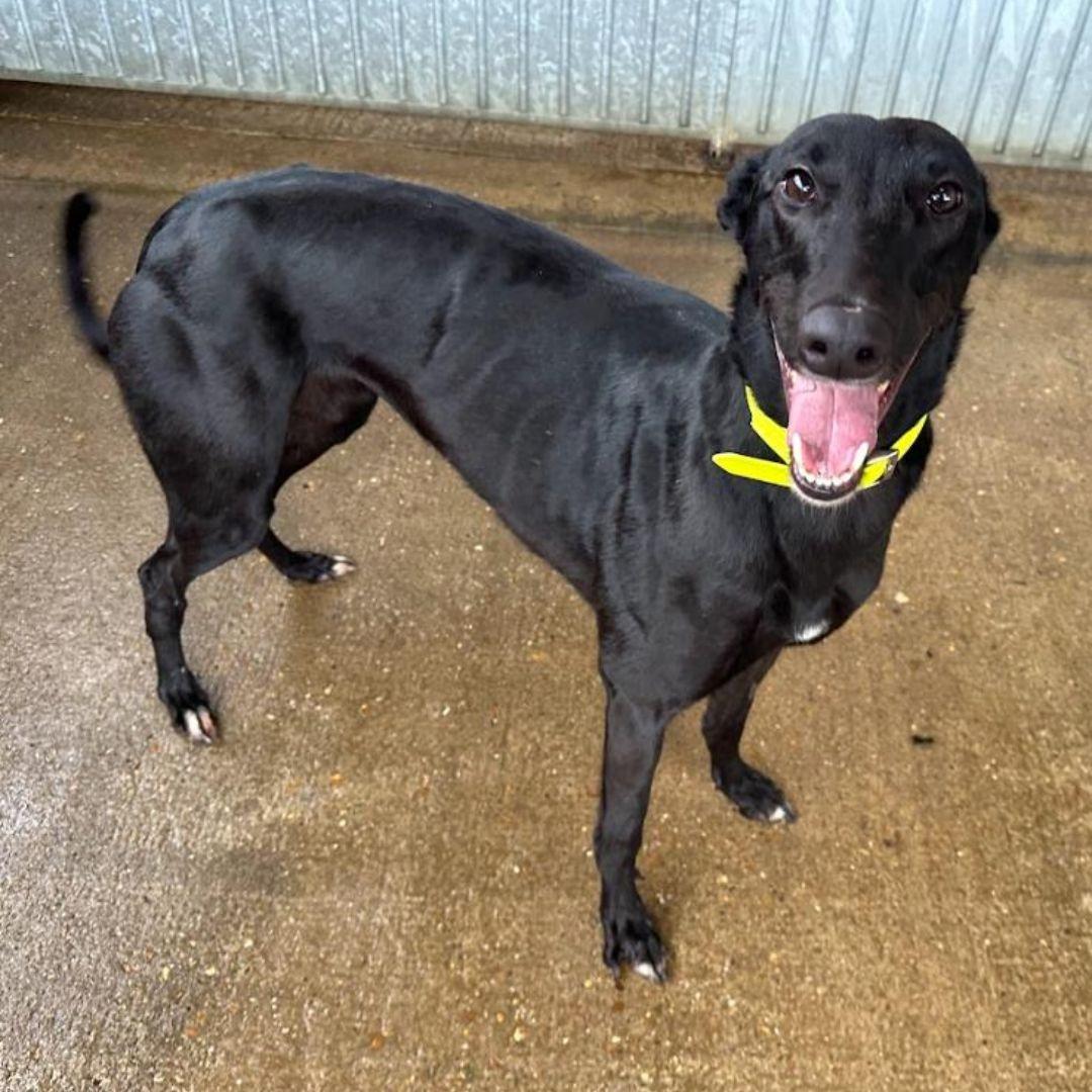 Discover the greyhounds of Brighton: a place of hope for retired racers