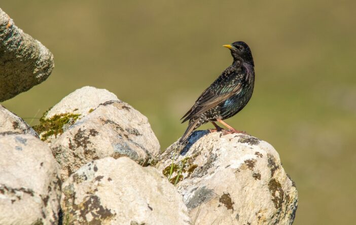Unique British Wildlife Species You Won’t Find Anywhere Else