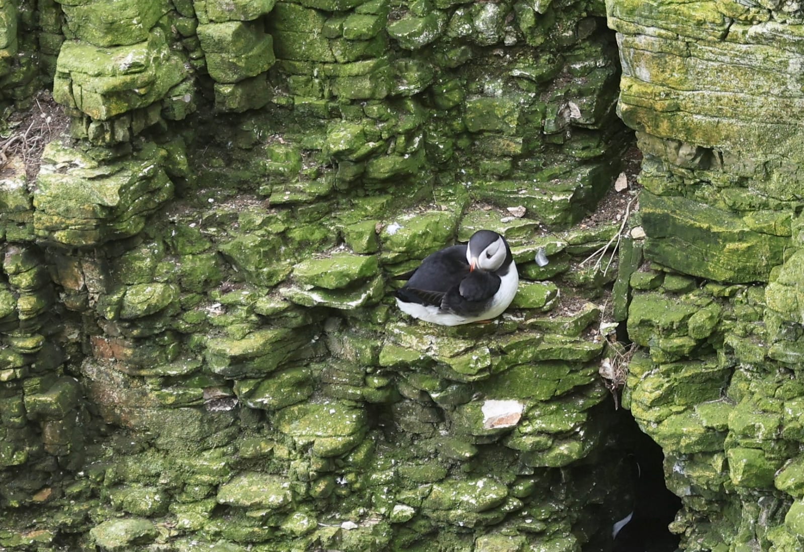 Puffins in Yorkshire: First puffin of the season spotted at RSPB ...