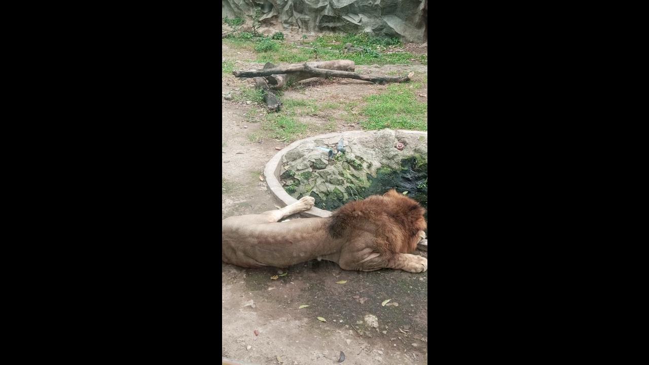 Emaciated lion seen at zoo in the Philippines sparks concerns