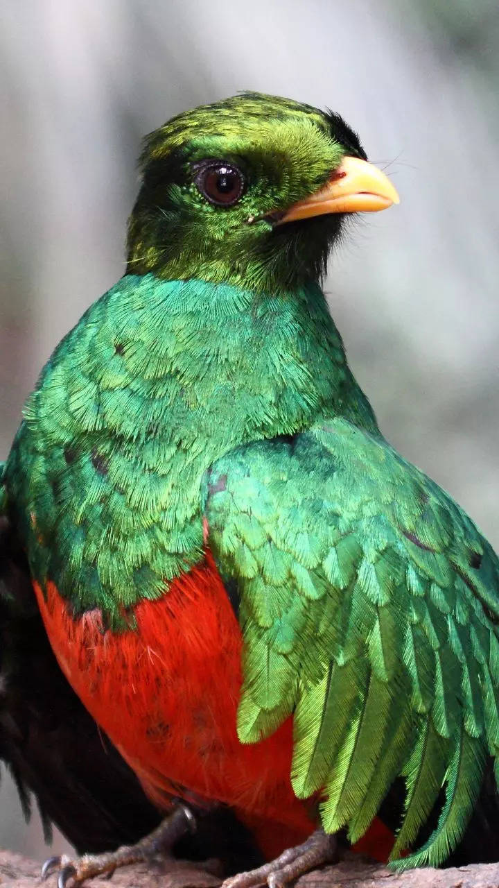 10 animals whose names begin with letter 'Y'