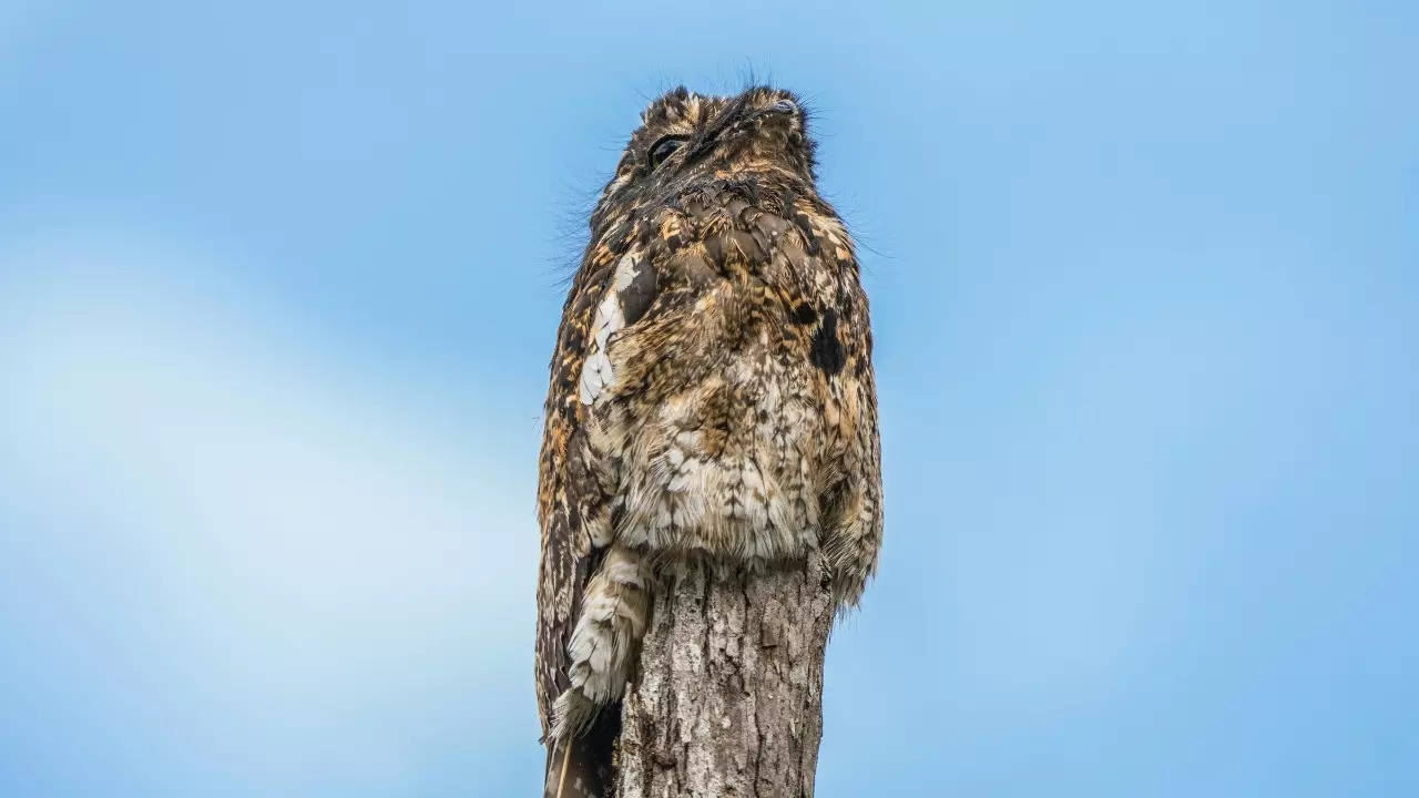 Optical Illusion: Spot the Bird That Hides in Plain View