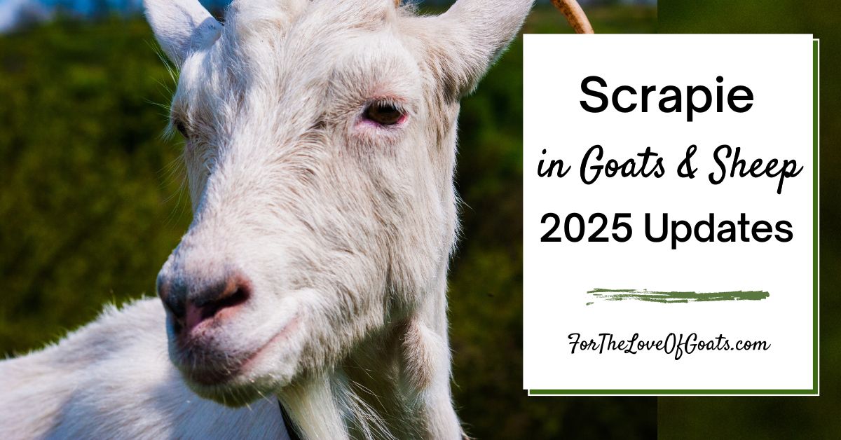 Scrapie Updates in Goats and Sheep for 2025
