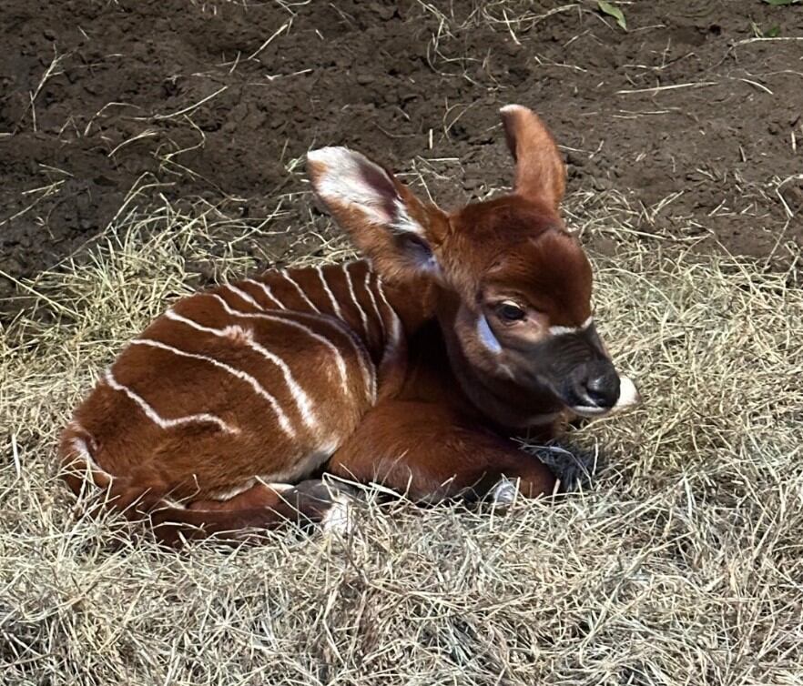 Jacksonville zoo announces birth of critically endangered Eastern bongo
