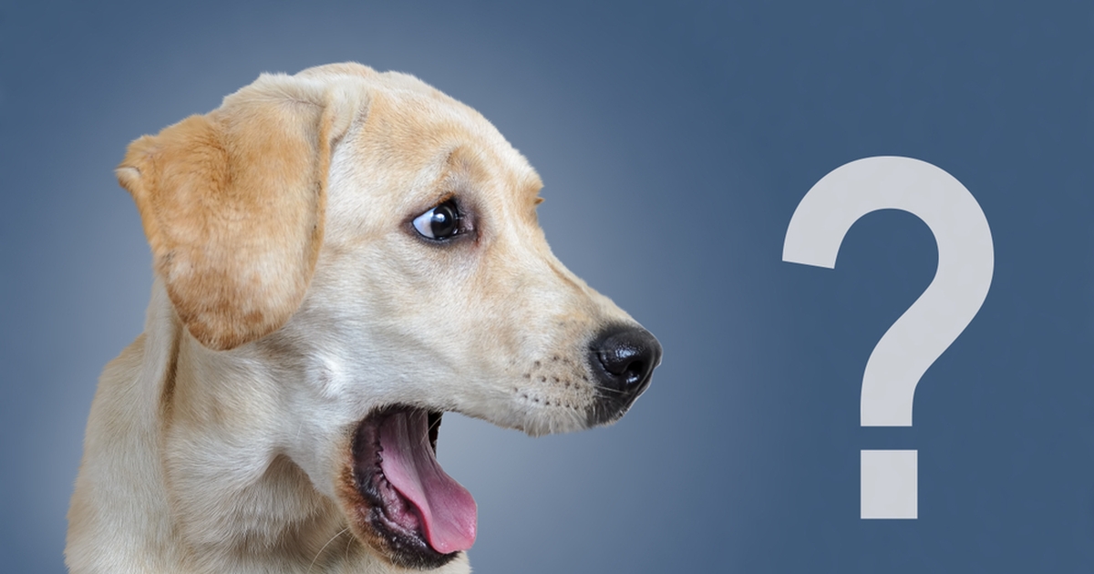 Do You Know All of Your Dog’s Signals? Here’s the Meaning Behind 14 ...