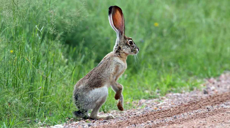 Rabbit vs. Hare: What’s The Difference?