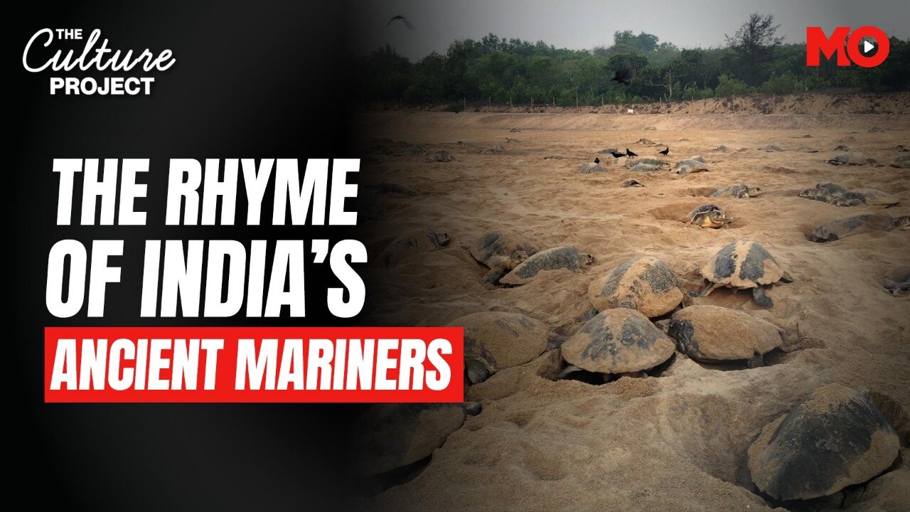 The Olive Ridleys are back!