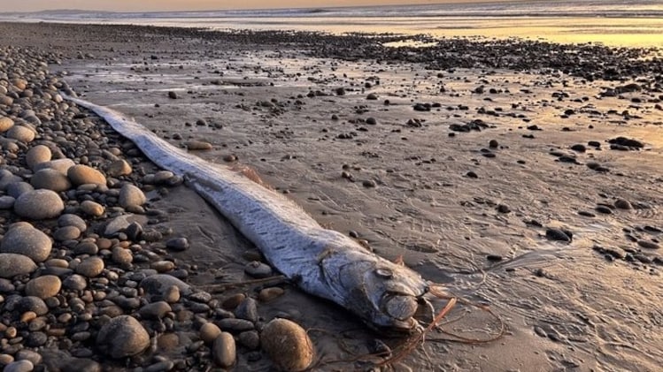 Earth awaits another disaster? Live oarfish aka 'doomsday fish ...