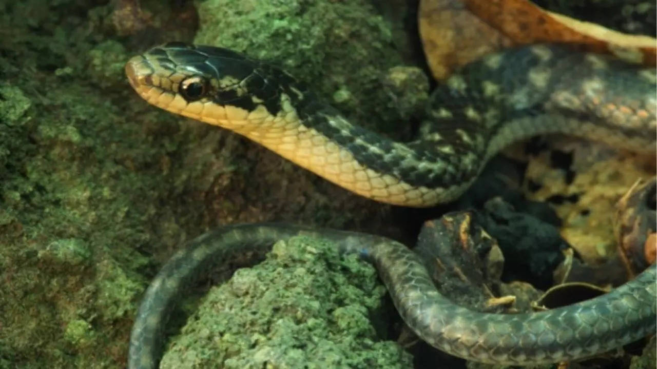 Saint Lucia racer is the rarest snake on Earth; discover its traits ...