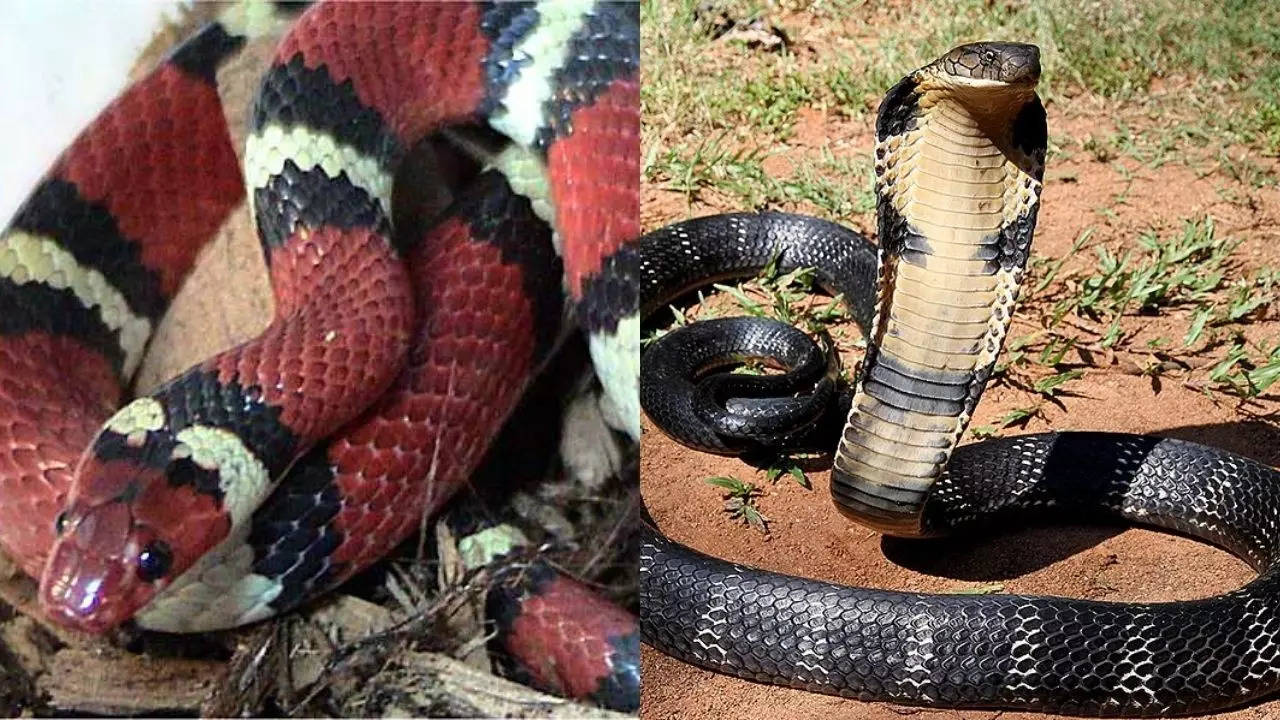 King cobra vs kingsnake : Understanding the differences in venom ...