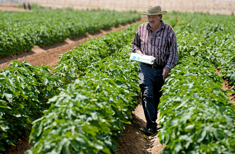 'C' is for Cotton: 'Still pretty mighty' AZ growers turn focus to seeds ...