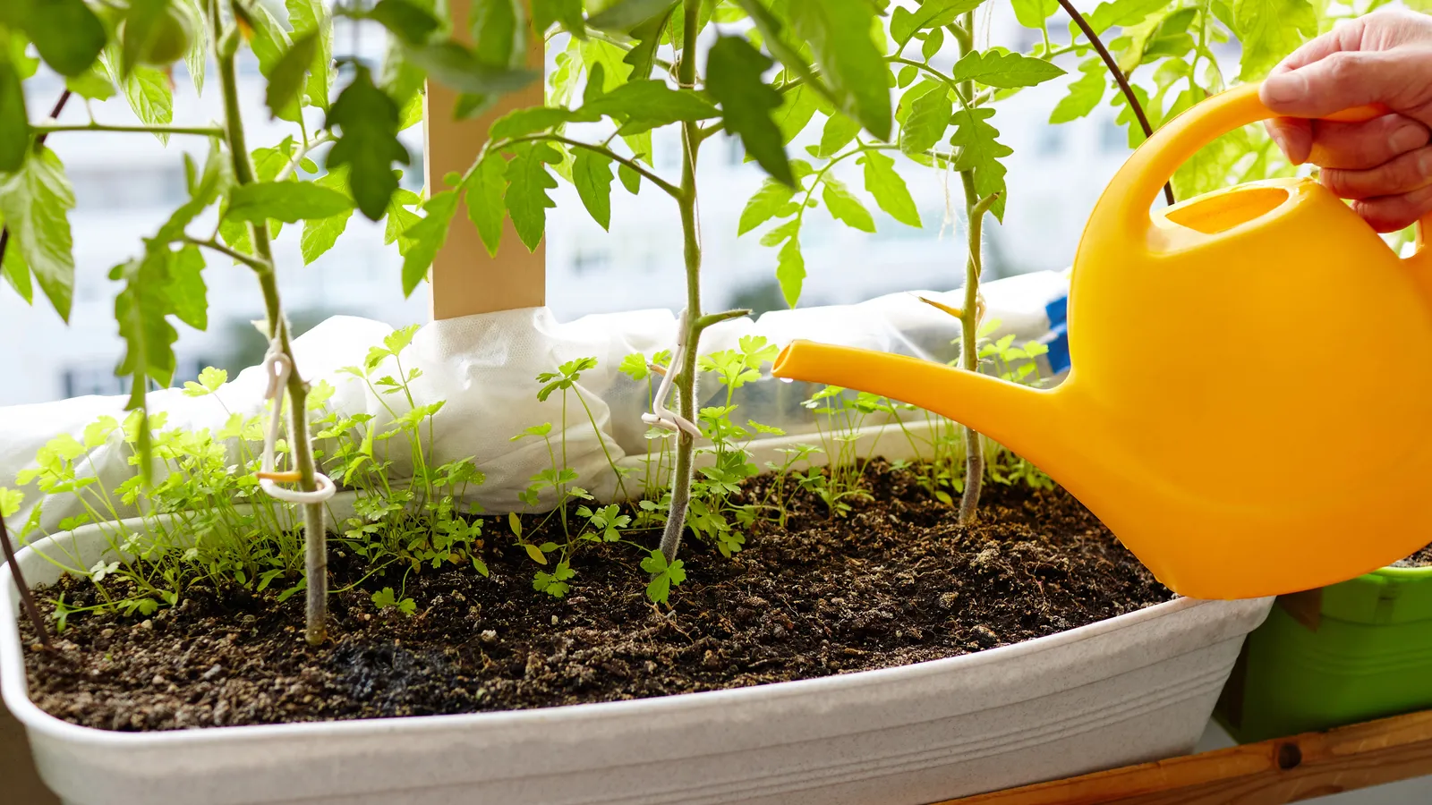 Greenhouse gardening made easy with these tips
