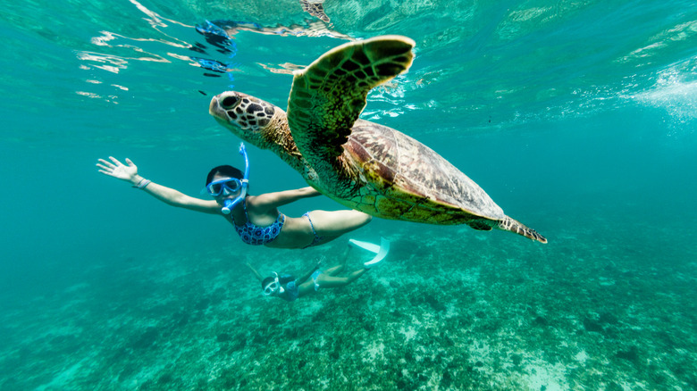 15 Most Breathtaking Destinations To Swim With Turtles, According To ...