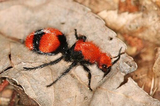 10 Terrifying Truths About the ‘Cow Killer’ Bug—The Furry Wasp with a ...