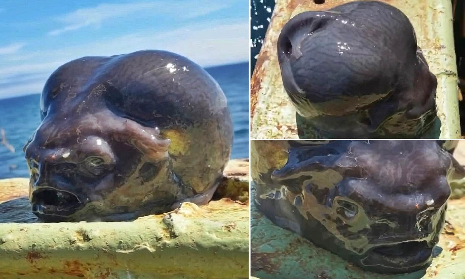 Fisherman shows off nightmarish creature dredged up off Russian coast