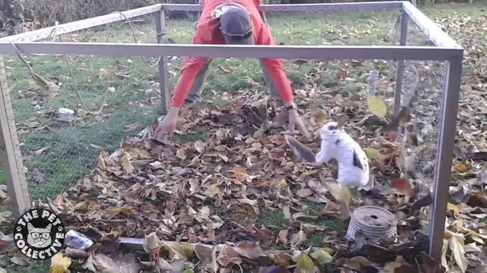 14 Funny Bunny Videos || Awesome Bunnies Compilation