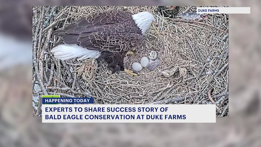 Bald eagles hatch first egg of 2025 at Duke Farms in front of new eagle cam