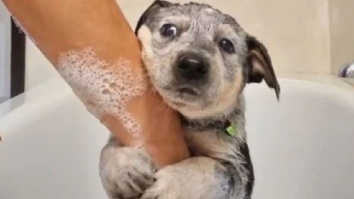 Video bringt alle zum Seufzen: Süßer Welpe muss in die Badewanne!