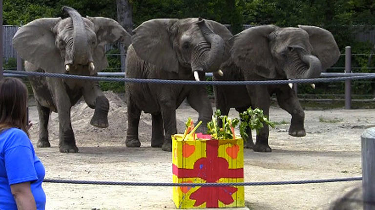 Roger Williams Park Zoo's longtime resident elephants to move out in 2027