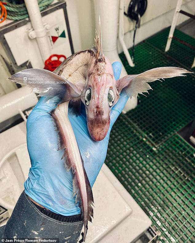 Fisherman shows off nightmarish creature dredged up off Russian coast