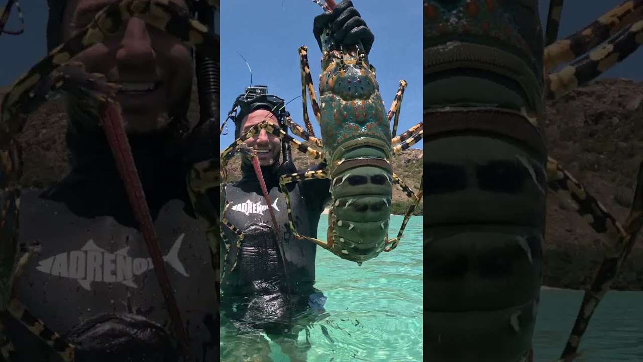 Giant Lobster vs Normal Size Lobster!