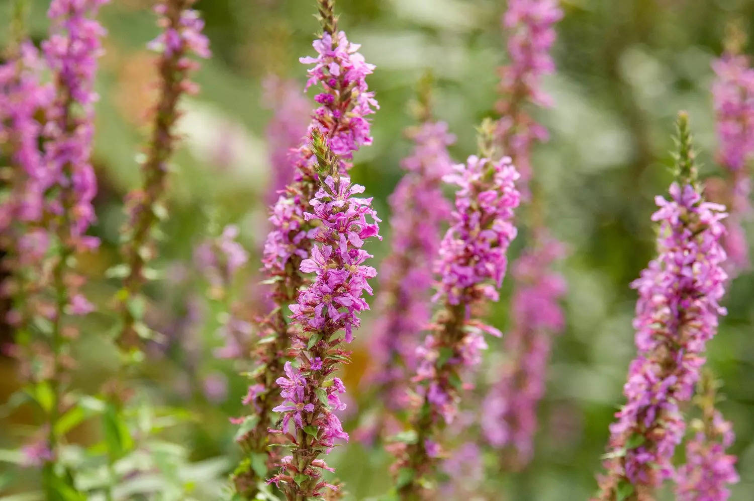 Surprising Facts About Invasive Plants You Didn’t Know