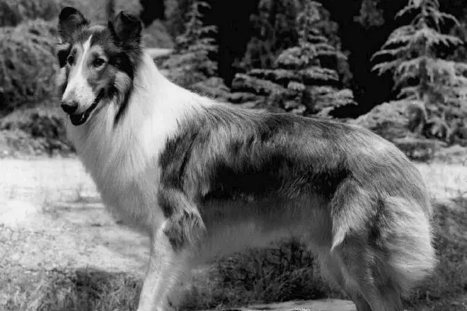 13 Famous TV Dogs That Ruled the Airwaves & Stole our Hearts
