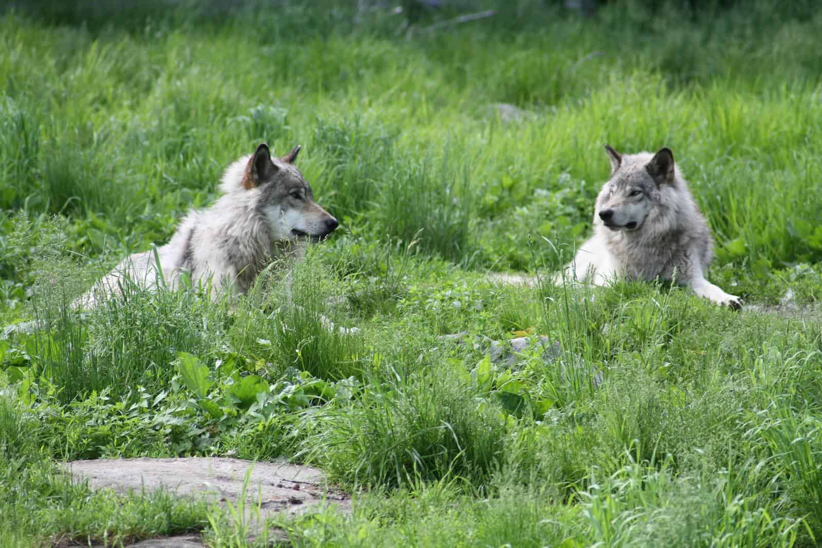 How Wolves Form Pair Bonds and Mate for Life