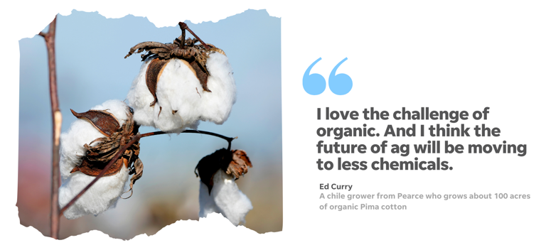 'C' is for Cotton: 'Still pretty mighty' AZ growers turn focus to seeds ...